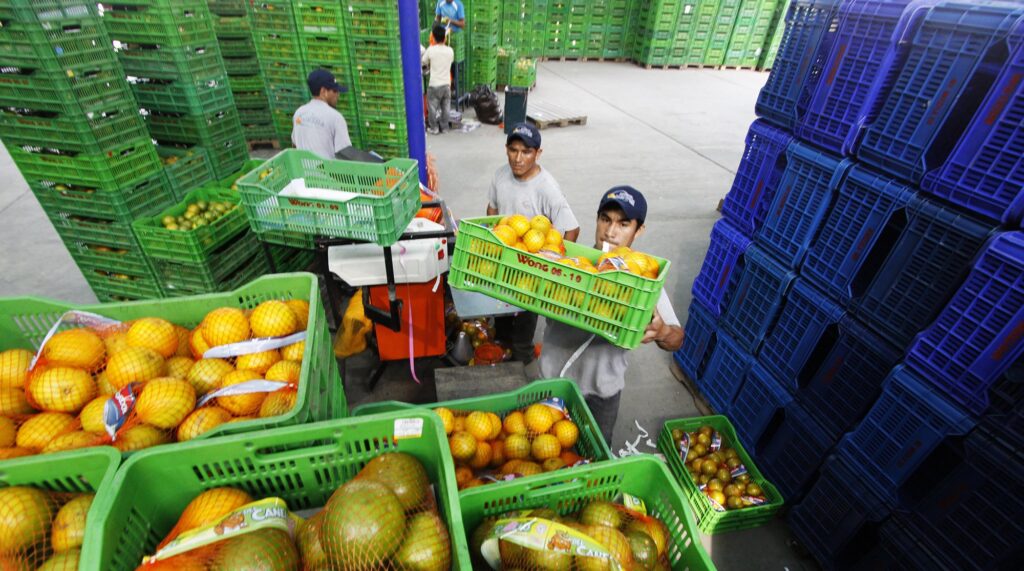 Diseño y Construcción Exitoso de un Packing Frutícola - Agro Club